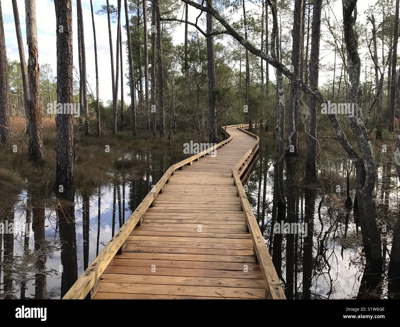 Boardwalk through swamp Stock Photo - Alamy