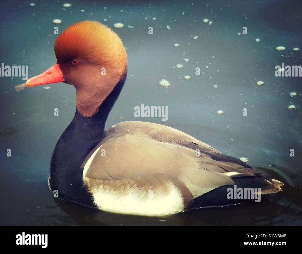 Unusual ducks hi-res stock photography and images - Alamy