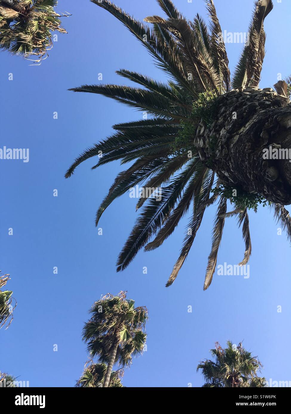 Palm Trees From Below Stock Photos & Palm Trees From Below Stock Images ...