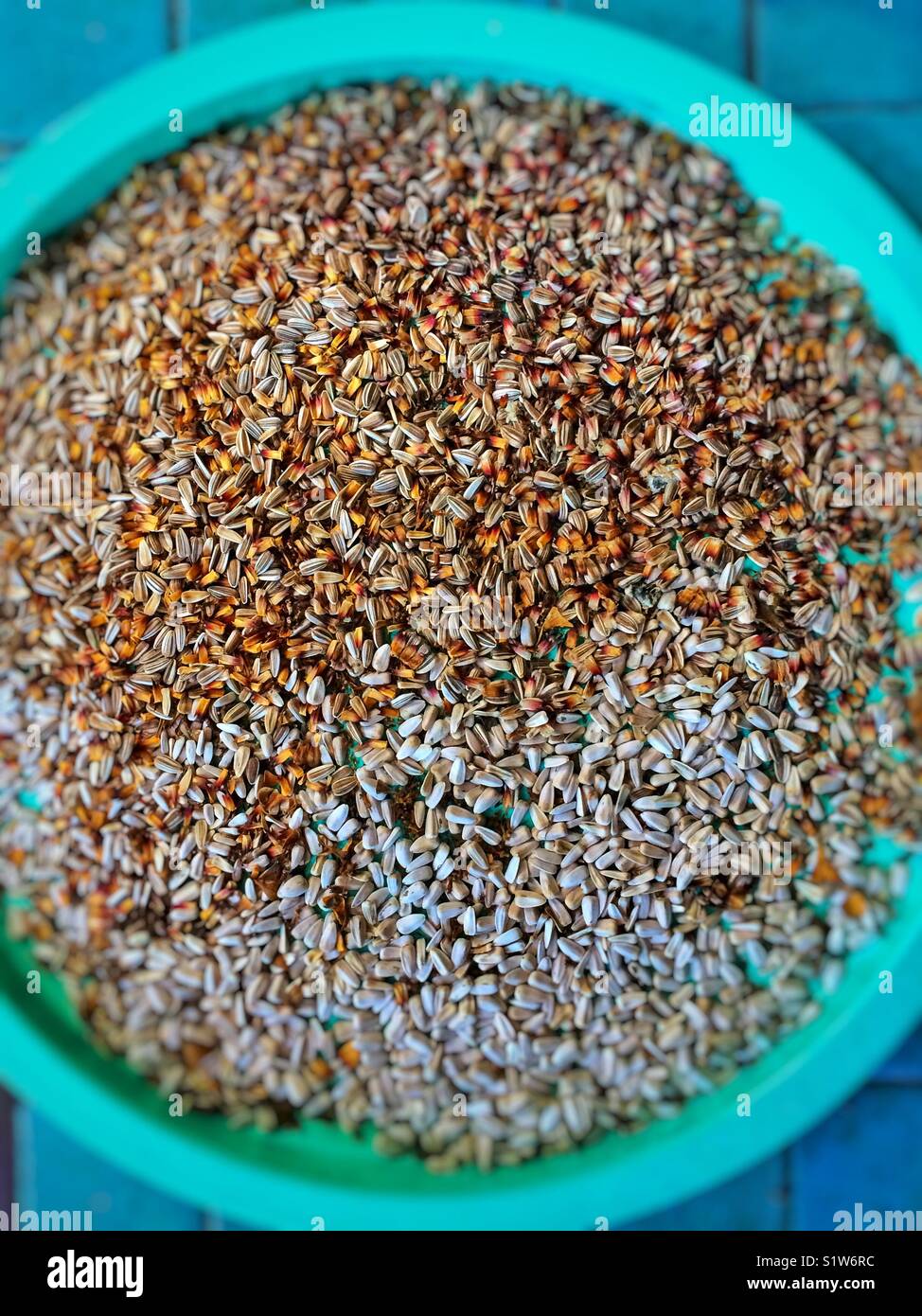 Plate of homegrown sunflower seeds (technically the fruit of the ...