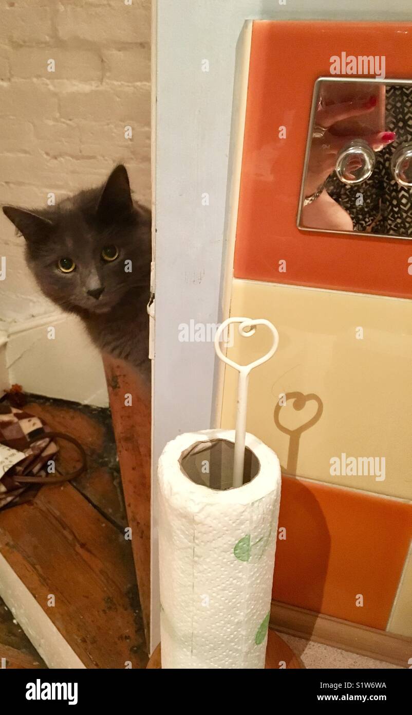 Cheeky cat poking its head around the corner Stock Photo - Alamy