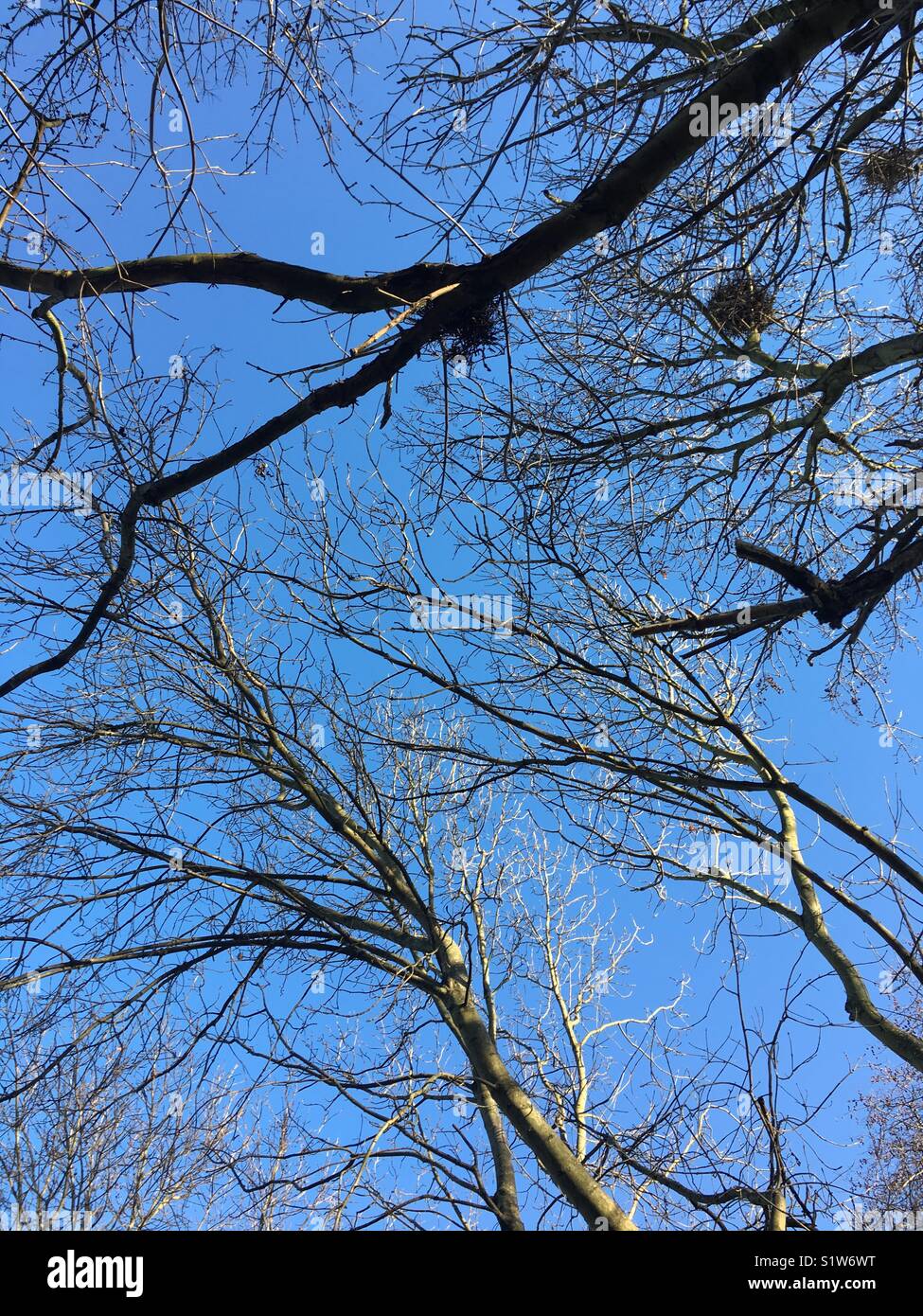 Trees and branches Stock Photo - Alamy