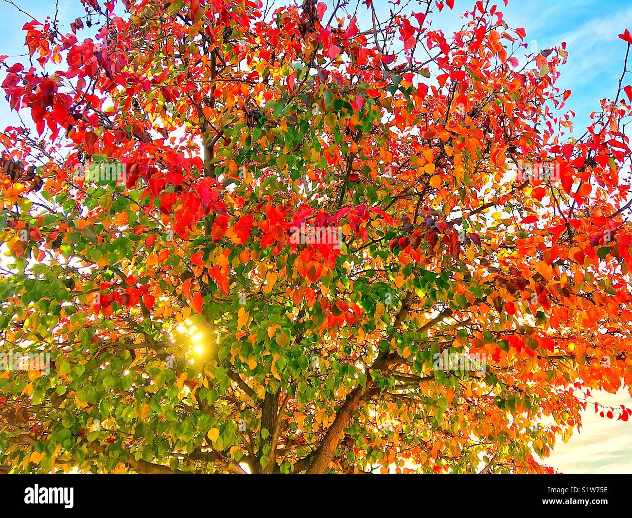 The turning colors of a tree in one Northern California morning. The ...