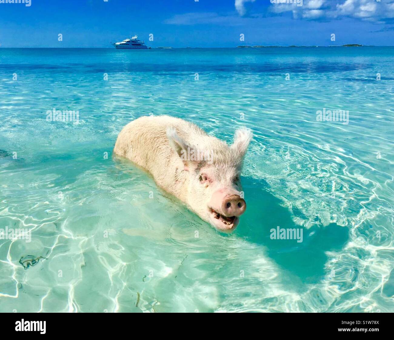 Swimming pig in the Exuma Islands, Barbados Stock Photo - Alamy