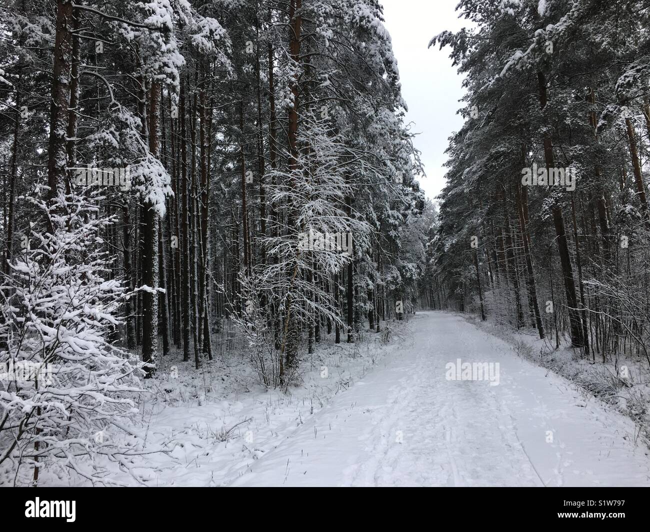 Snowy road in the forest Stock Photo - Alamy