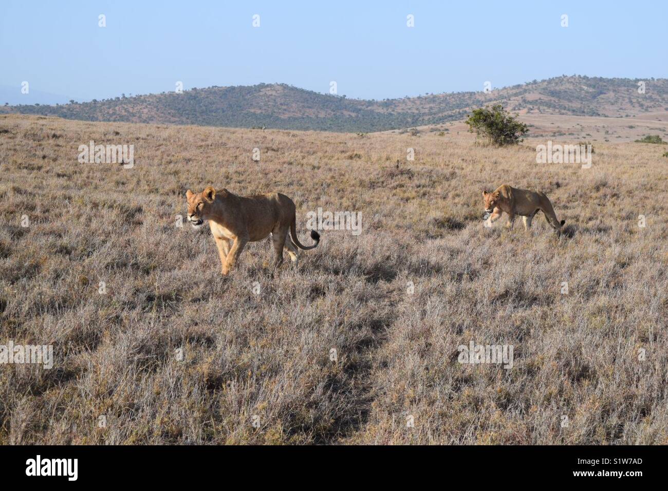 Two lionesses walking single file hi-res stock photography and images ...