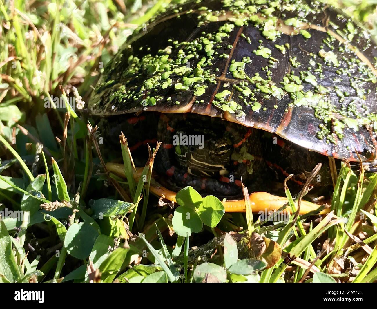 Algae wildlife hi-res stock photography and images - Alamy