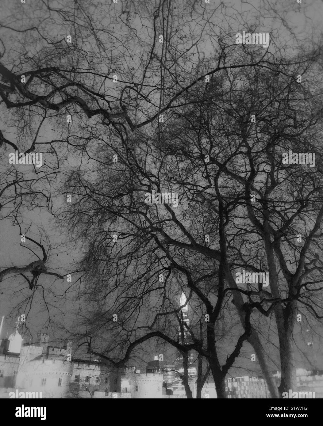 See dark trees hi-res stock photography and images - Alamy