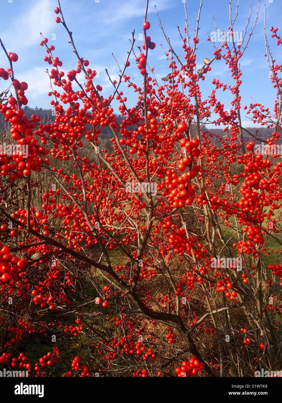 Winterberry hi-res stock photography and images - Alamy