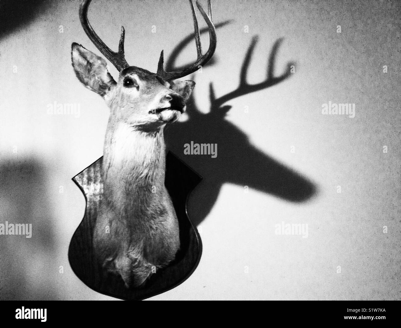 Black and white deer hi-res stock photography and images - Alamy