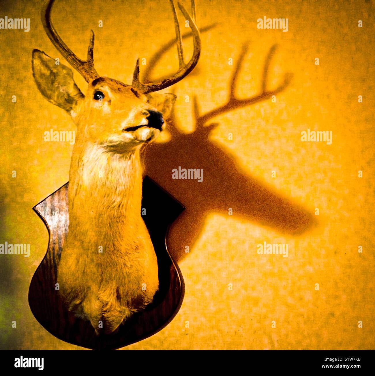 Yellow tinted mounted deer head and shadow Stock Photo - Alamy