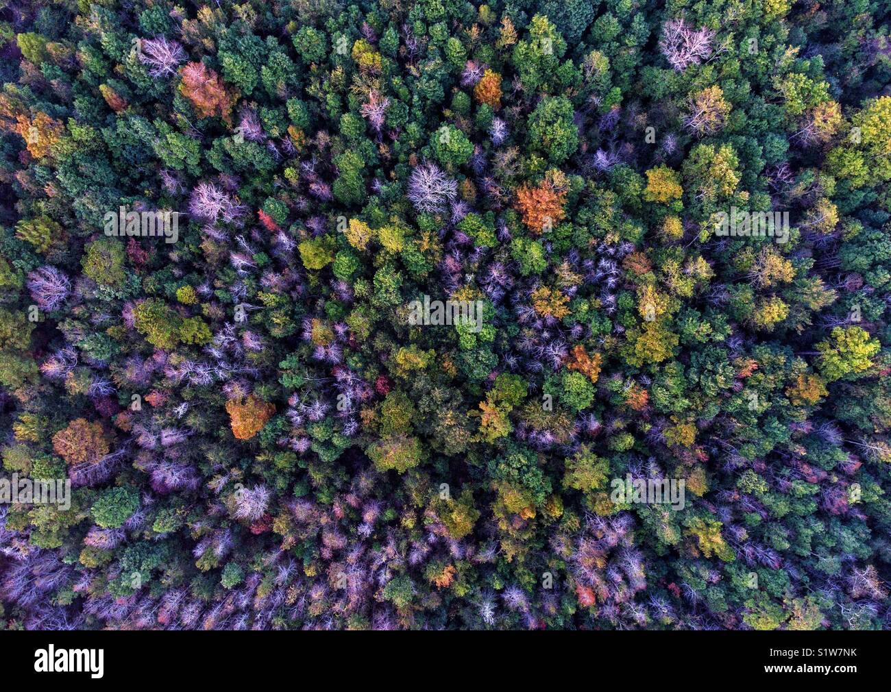 Aerial autumn trees hi-res stock photography and images - Alamy