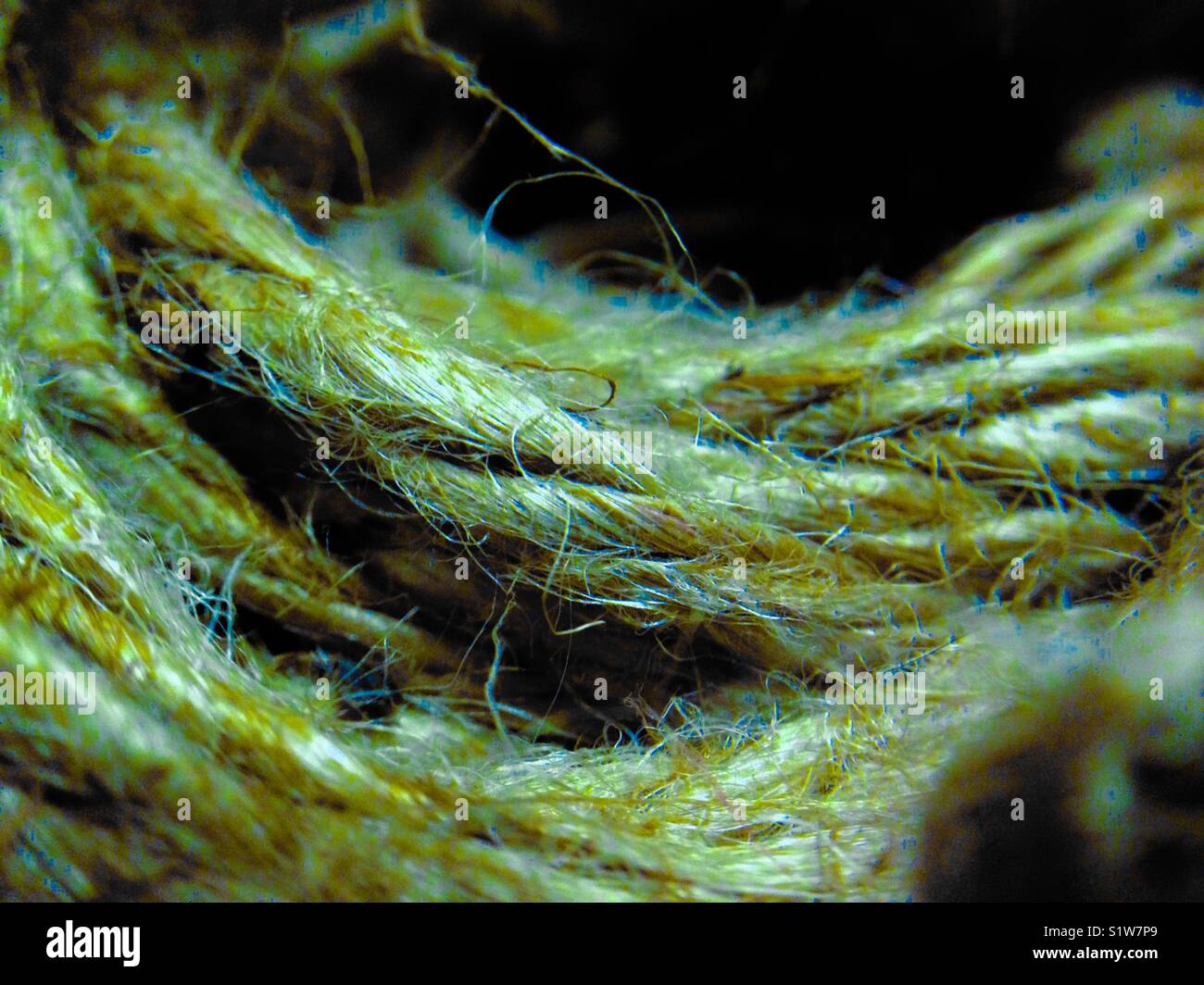 Hemp closeup hi-res stock photography and images - Alamy