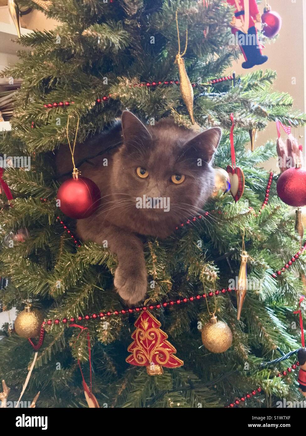 Grey mischevious cat in a Christmas tree Stock Photo - Alamy