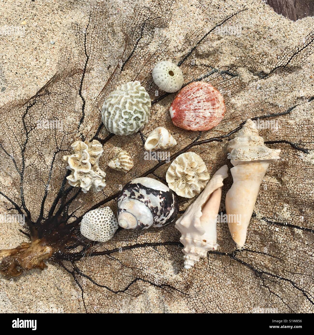 Caribbean shells hi-res stock photography and images - Alamy