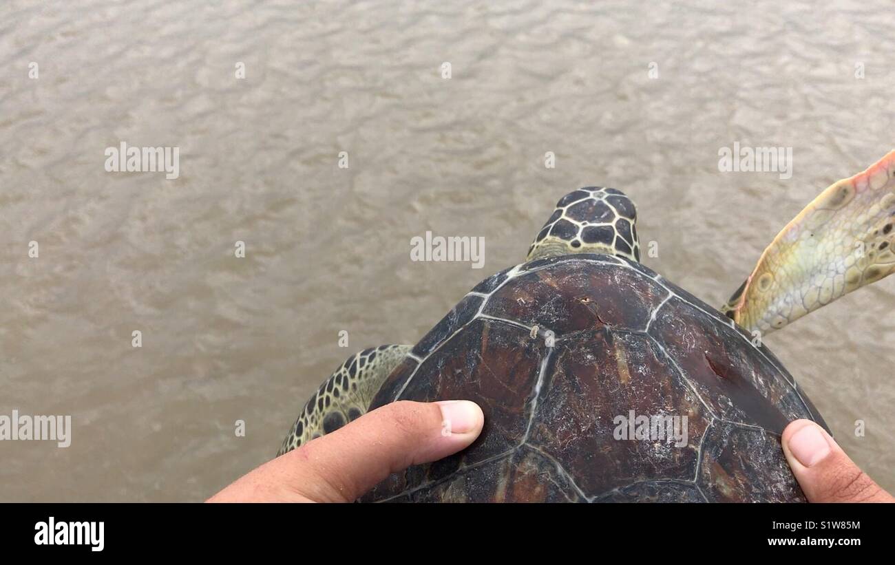 Releasing green sea turtle Stock Photo - Alamy