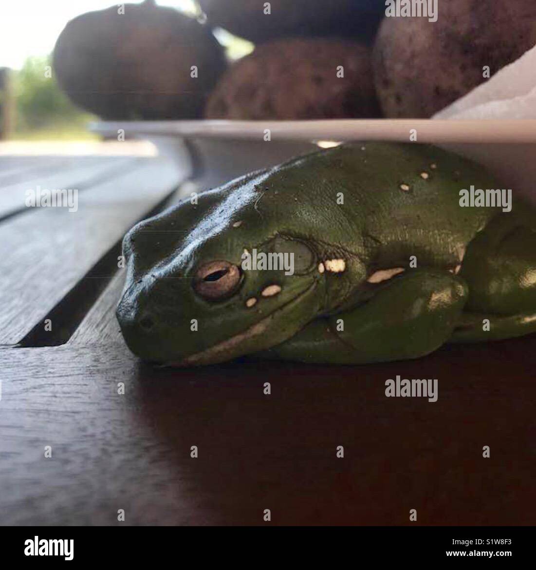 Tired frog hi-res stock photography and images - Alamy