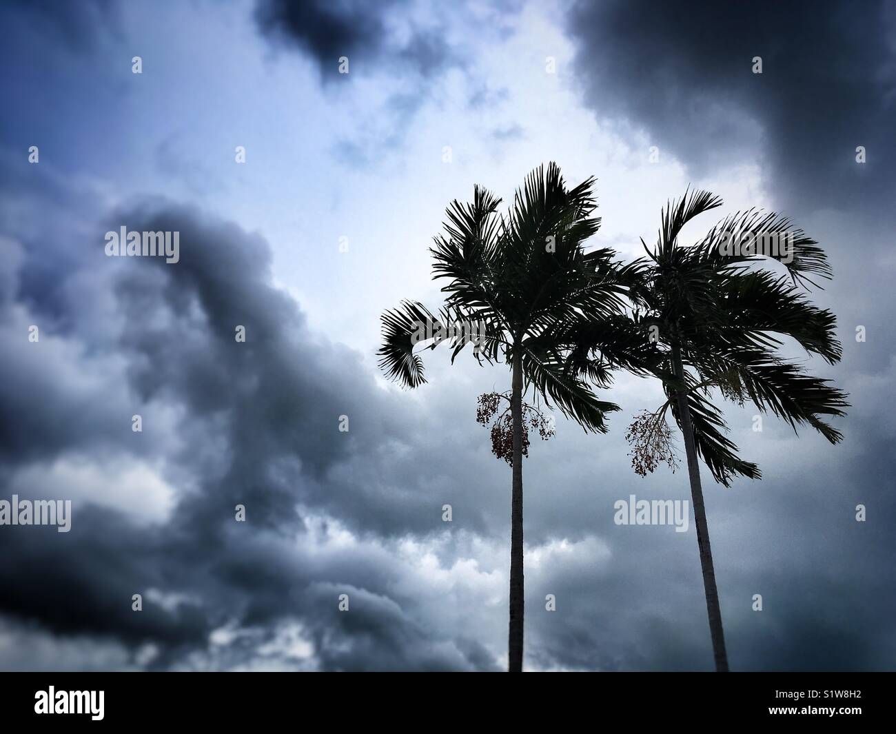 Two palm trees under a stormy sky Stock Photo - Alamy