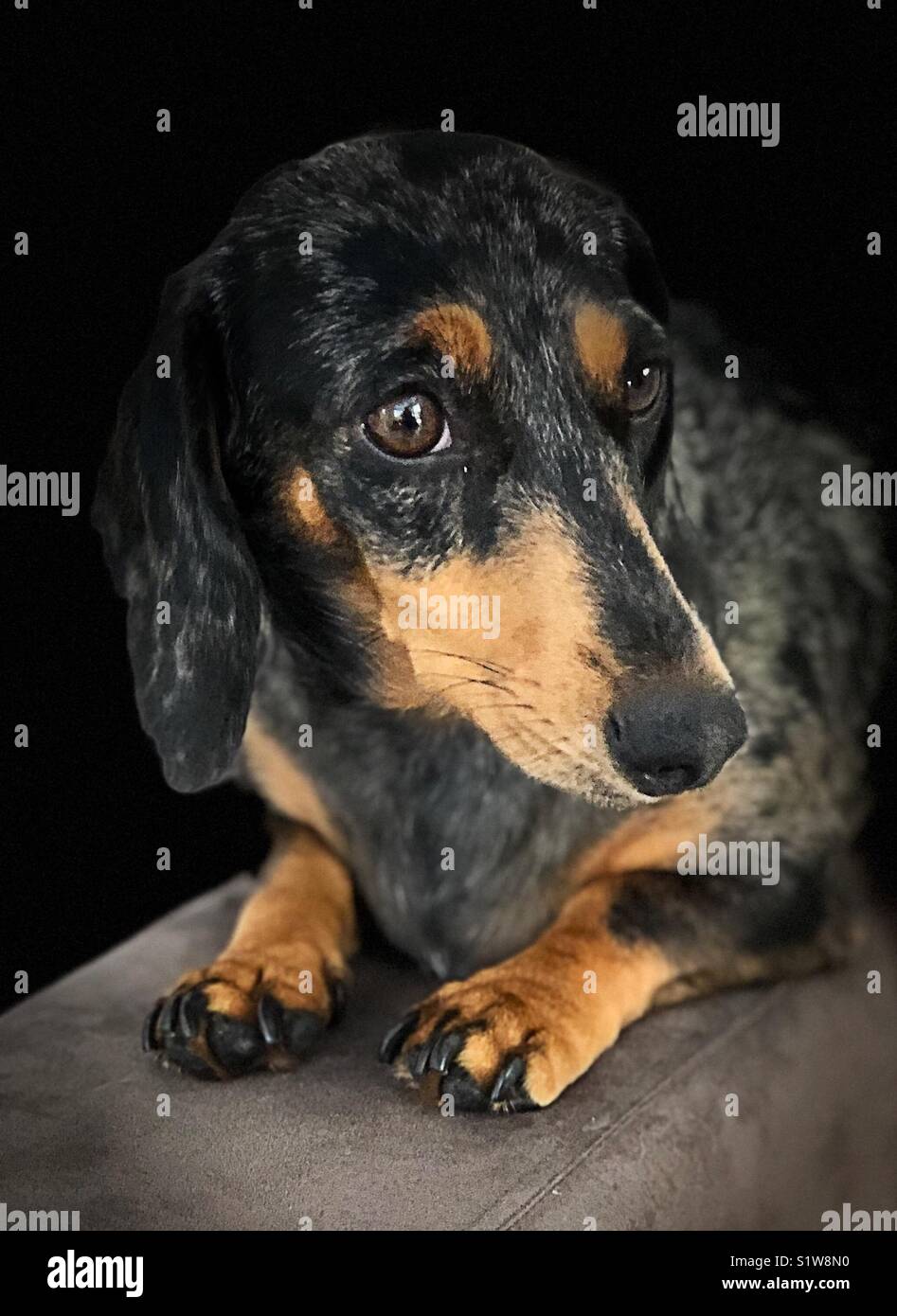 Dog pip hi-res stock photography and images - Alamy