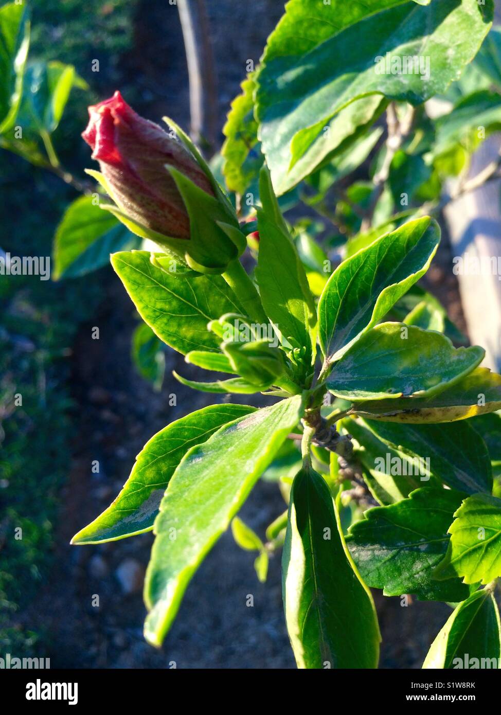 Amazing red closed flower with nice green leafs and sun lights Stock ...