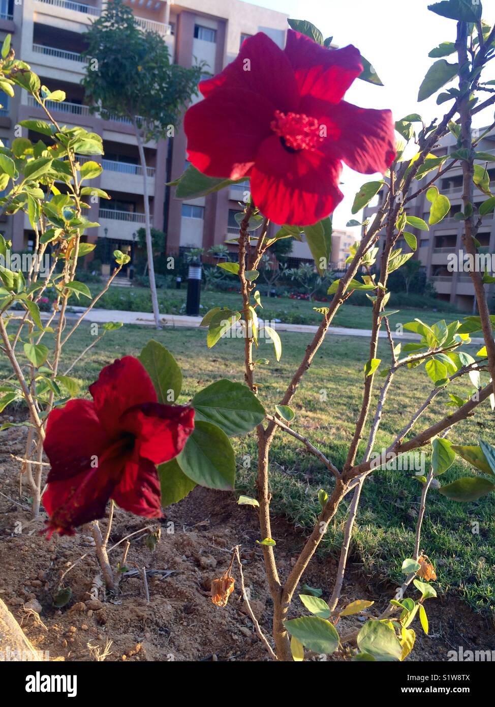 Red. Flowers tree in a garden Stock Photo - Alamy