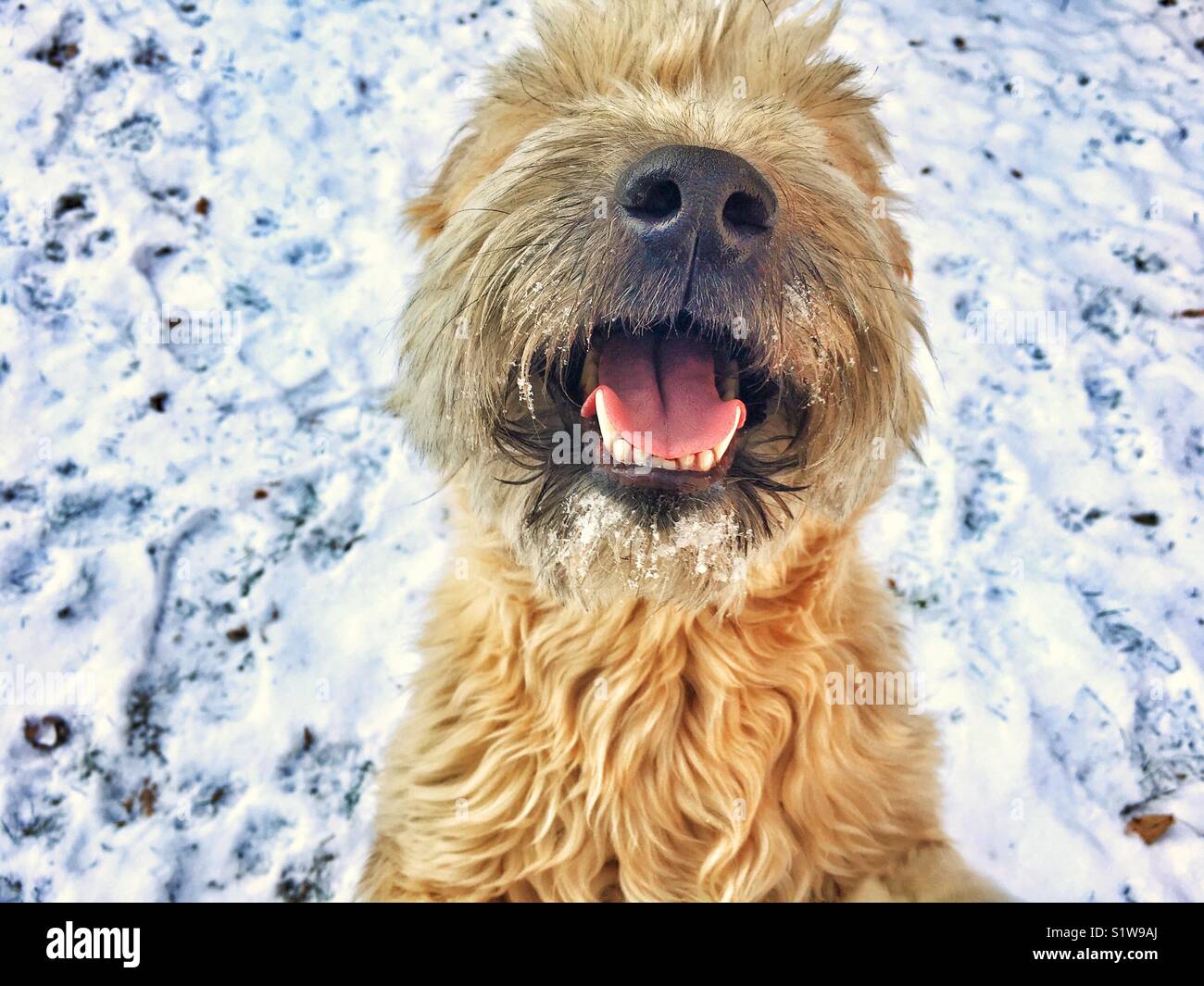 Wheaten terrier puppy hi-res stock photography and images - Alamy