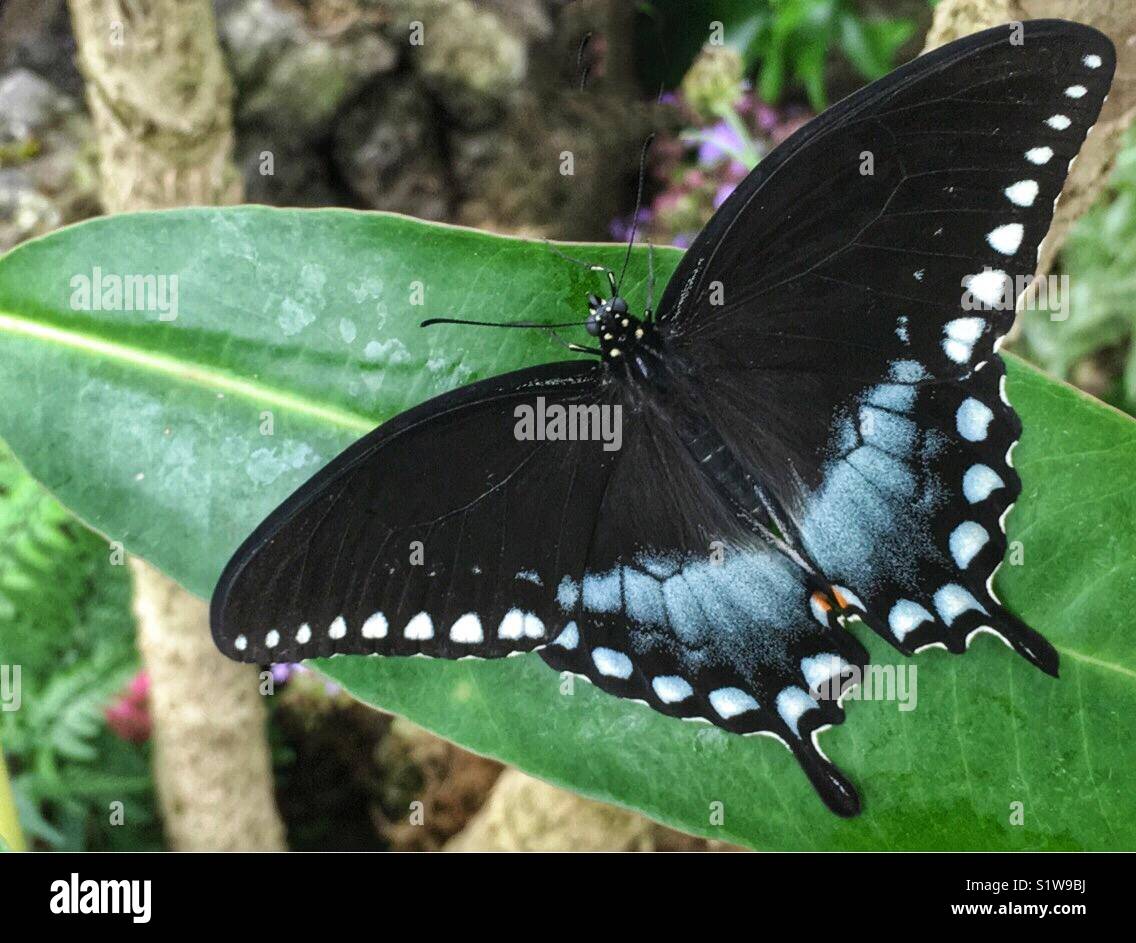 Butterfly, Conservatory of Flowers, Golden Gate Park, San Francisco ...