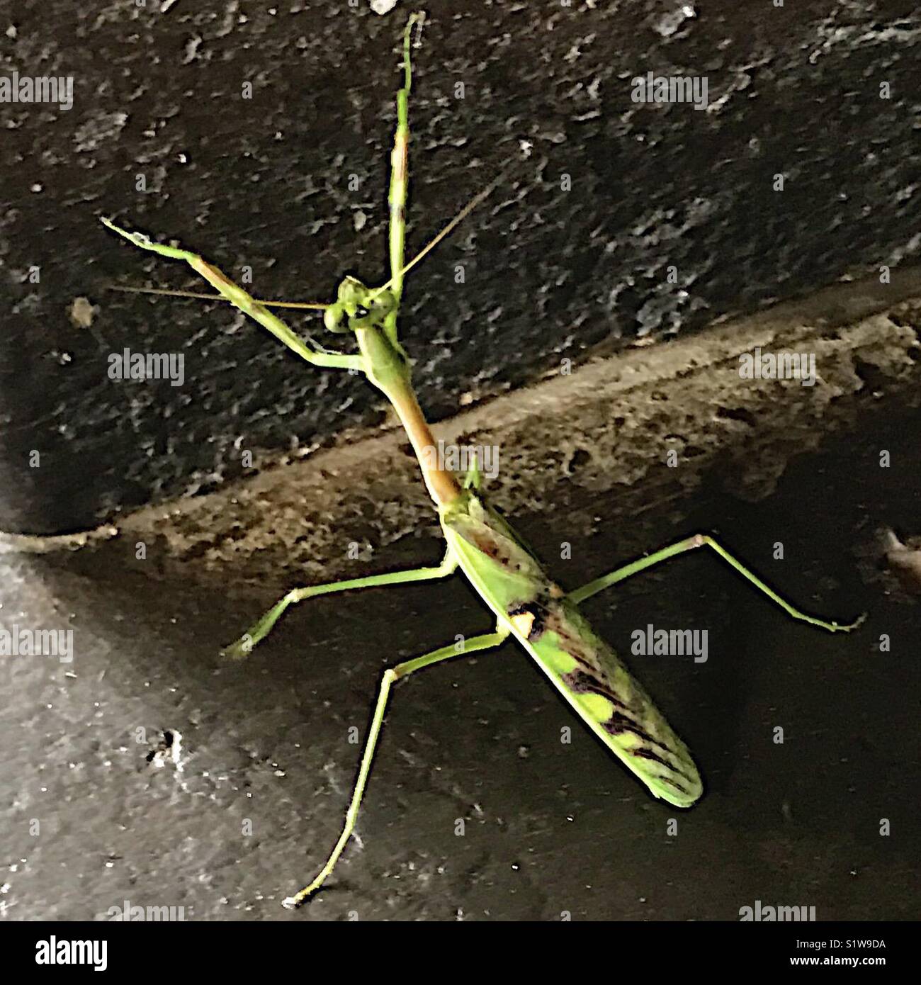 Praying mantis at rest Stock Photo - Alamy