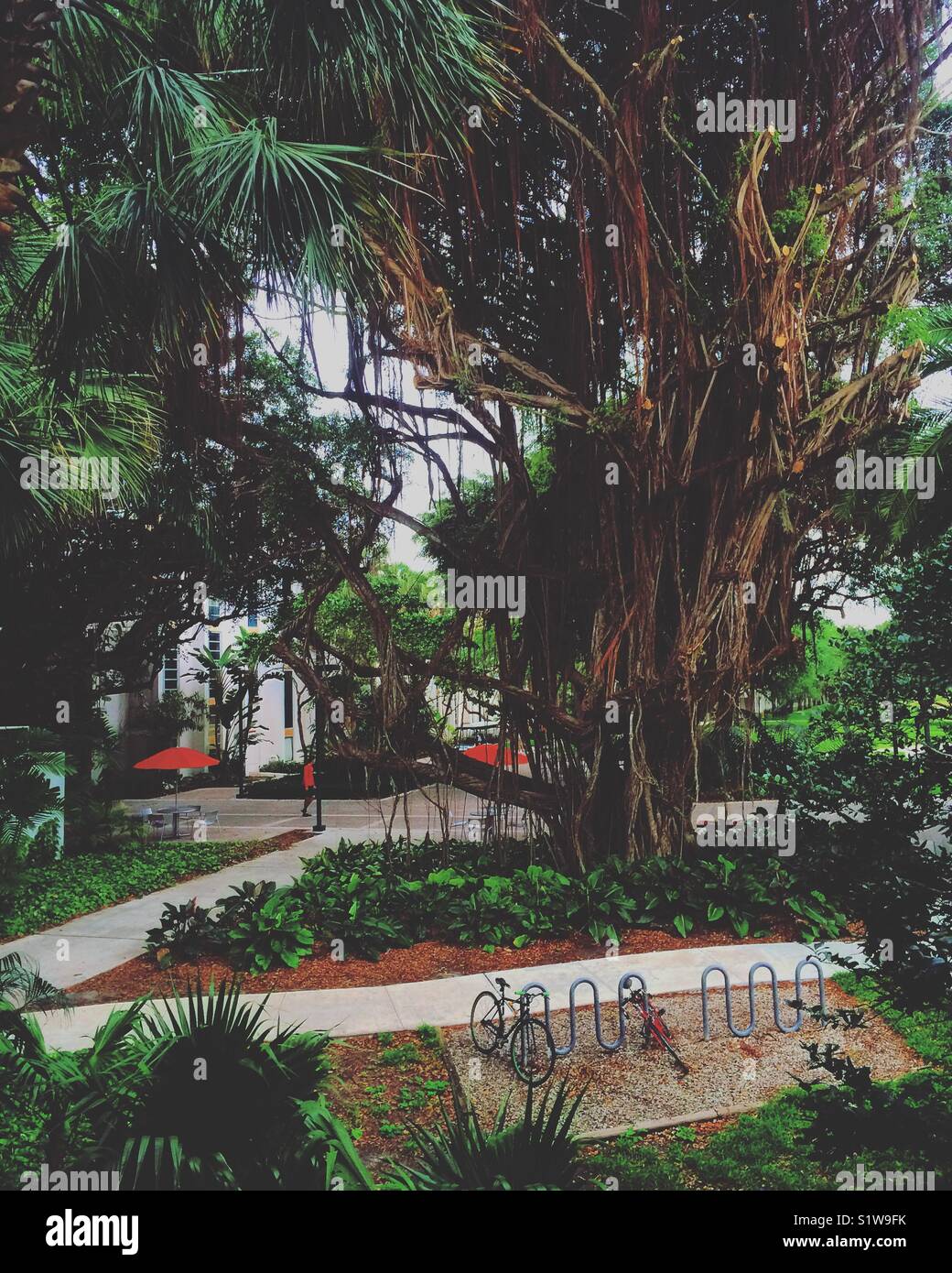 Massive tree hi-res stock photography and images - Alamy