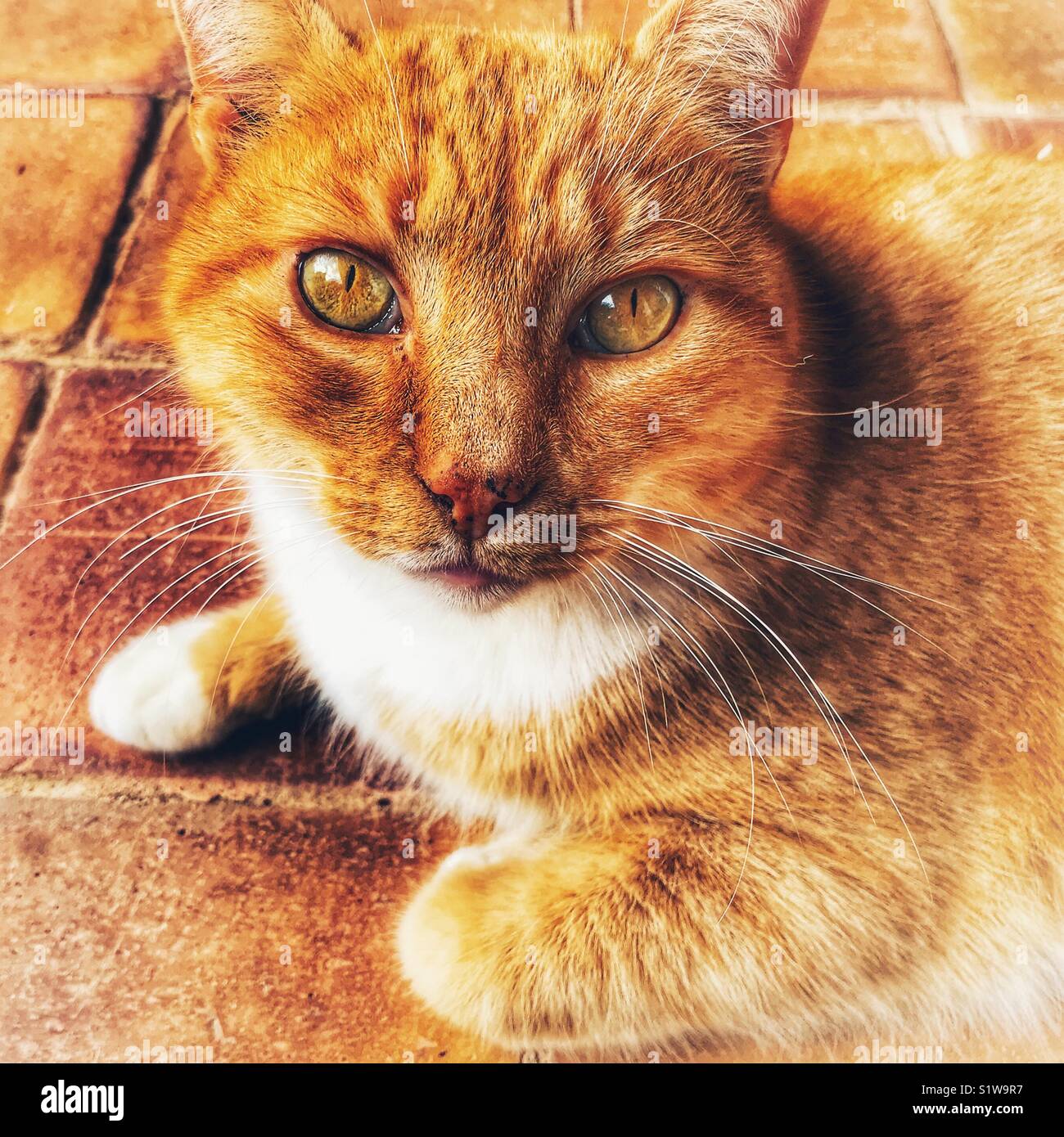 Ginger cat, portrait, looking at camera Stock Photo - Alamy