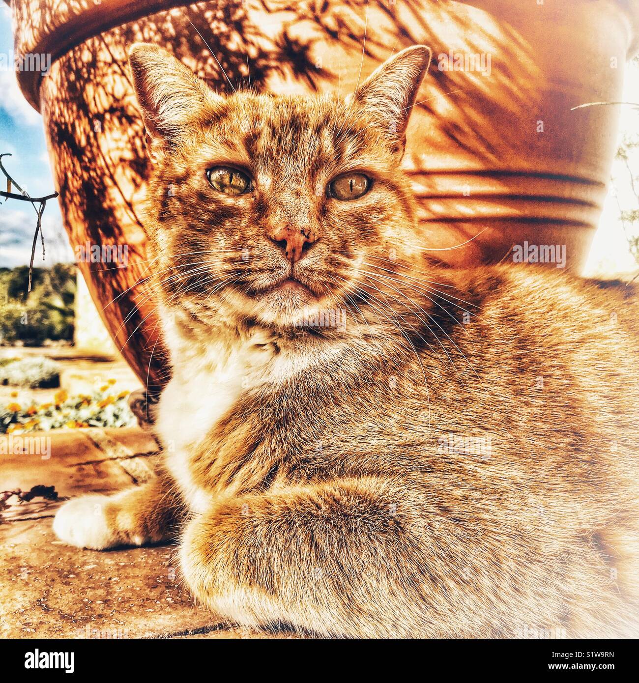 Ginger cat, portrait, looking at camera Stock Photo - Alamy