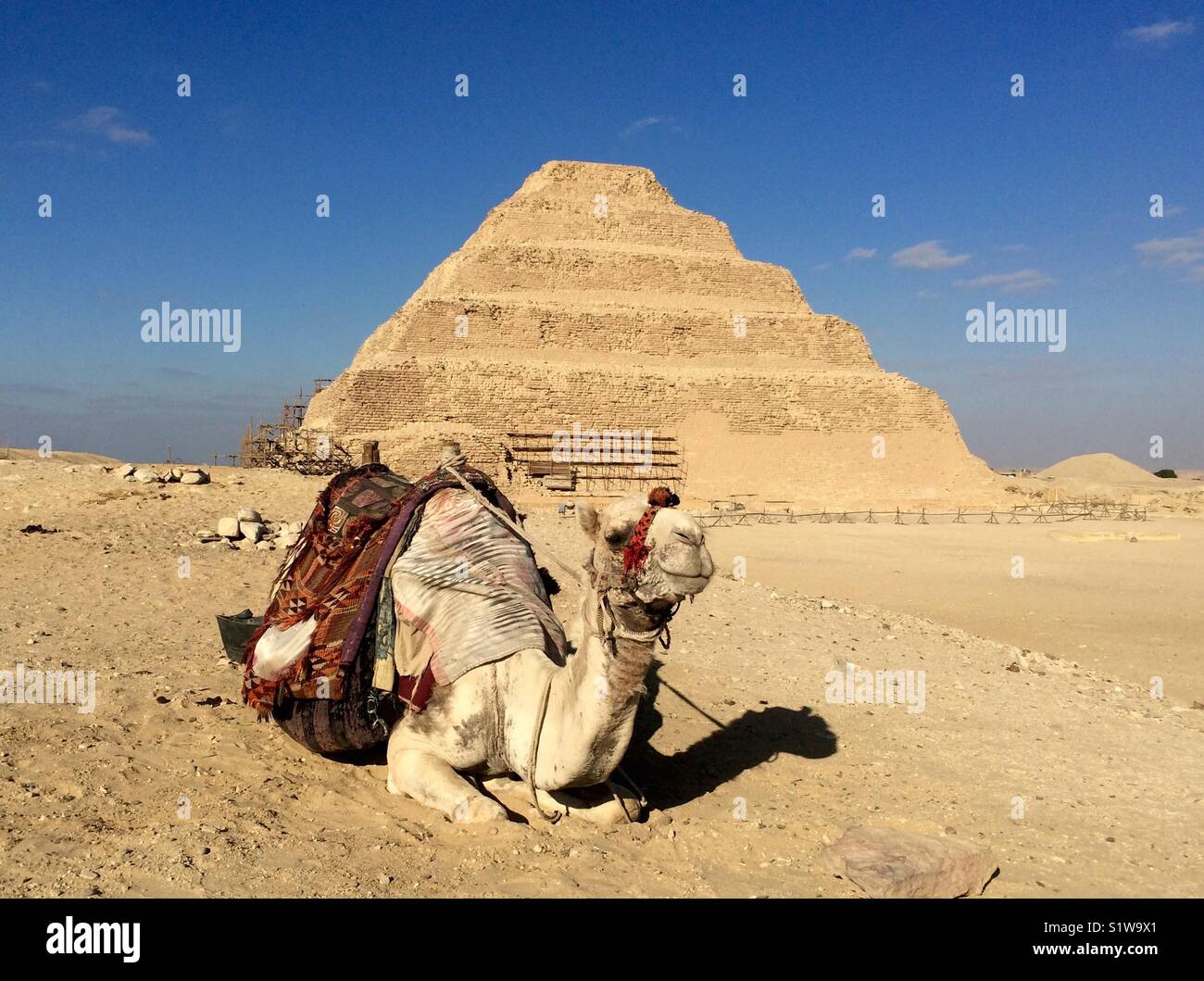 Camel in front of djoser pyramid Stock Photo - Alamy