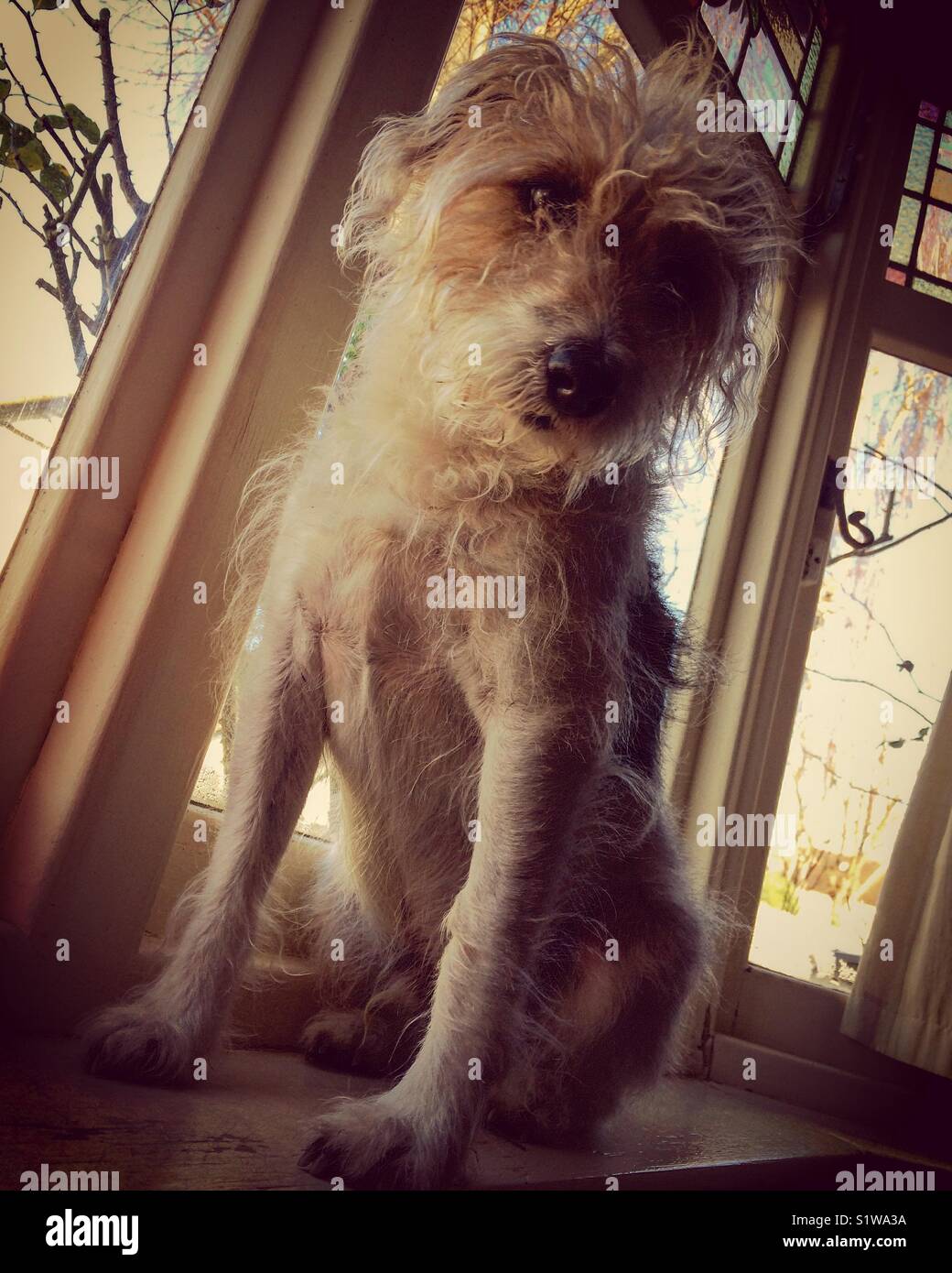Dog in a window Stock Photo - Alamy