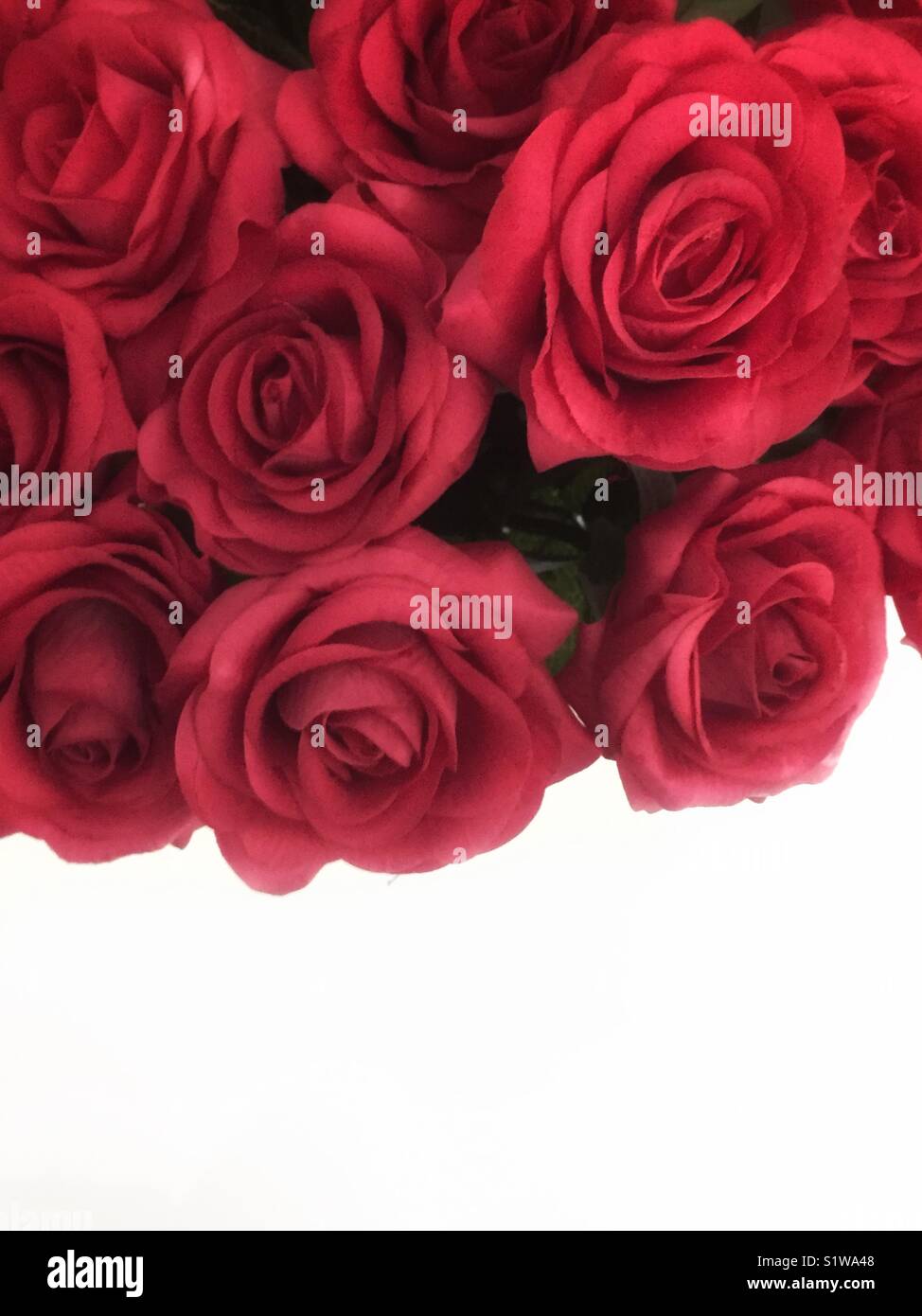 Roses against white background hi-res stock photography and images - Alamy