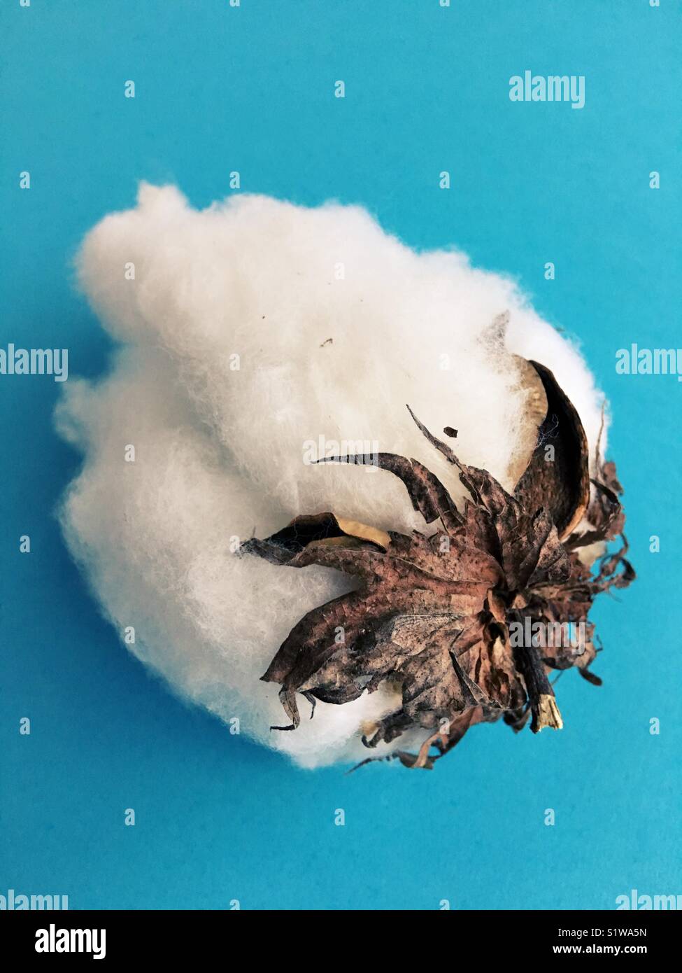 Boll and hi-res stock photography and images - Alamy