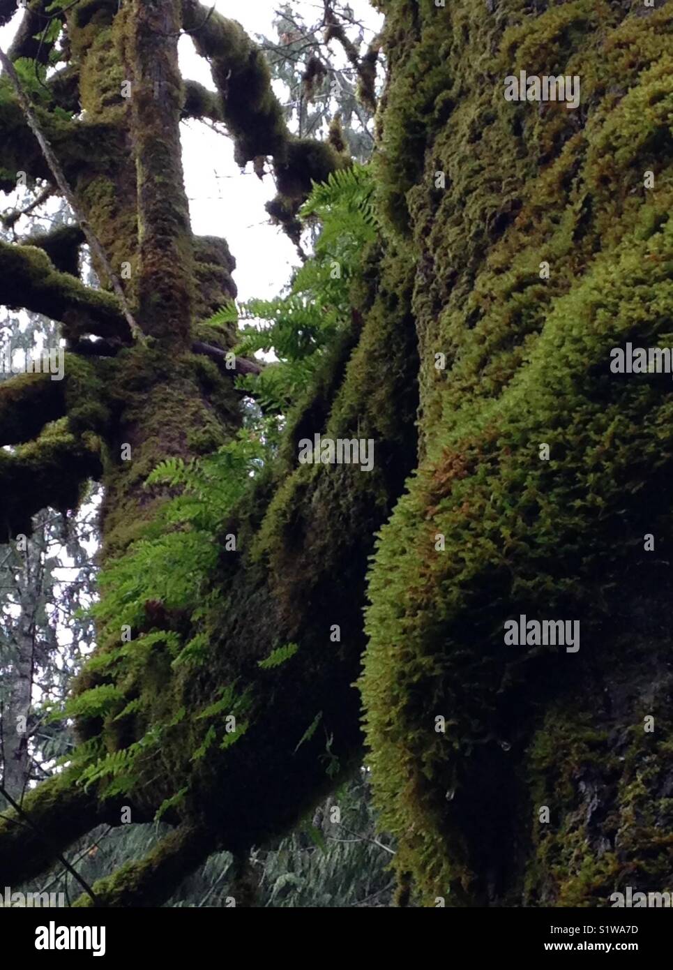 Old maple tree hi-res stock photography and images - Alamy