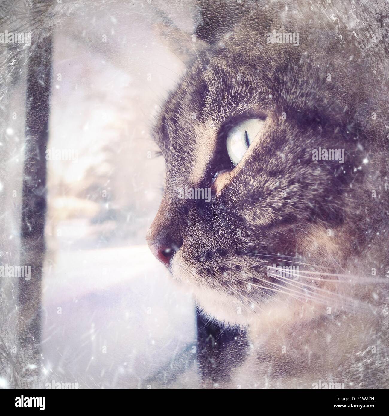 Cat watching snow hi-res stock photography and images - Alamy