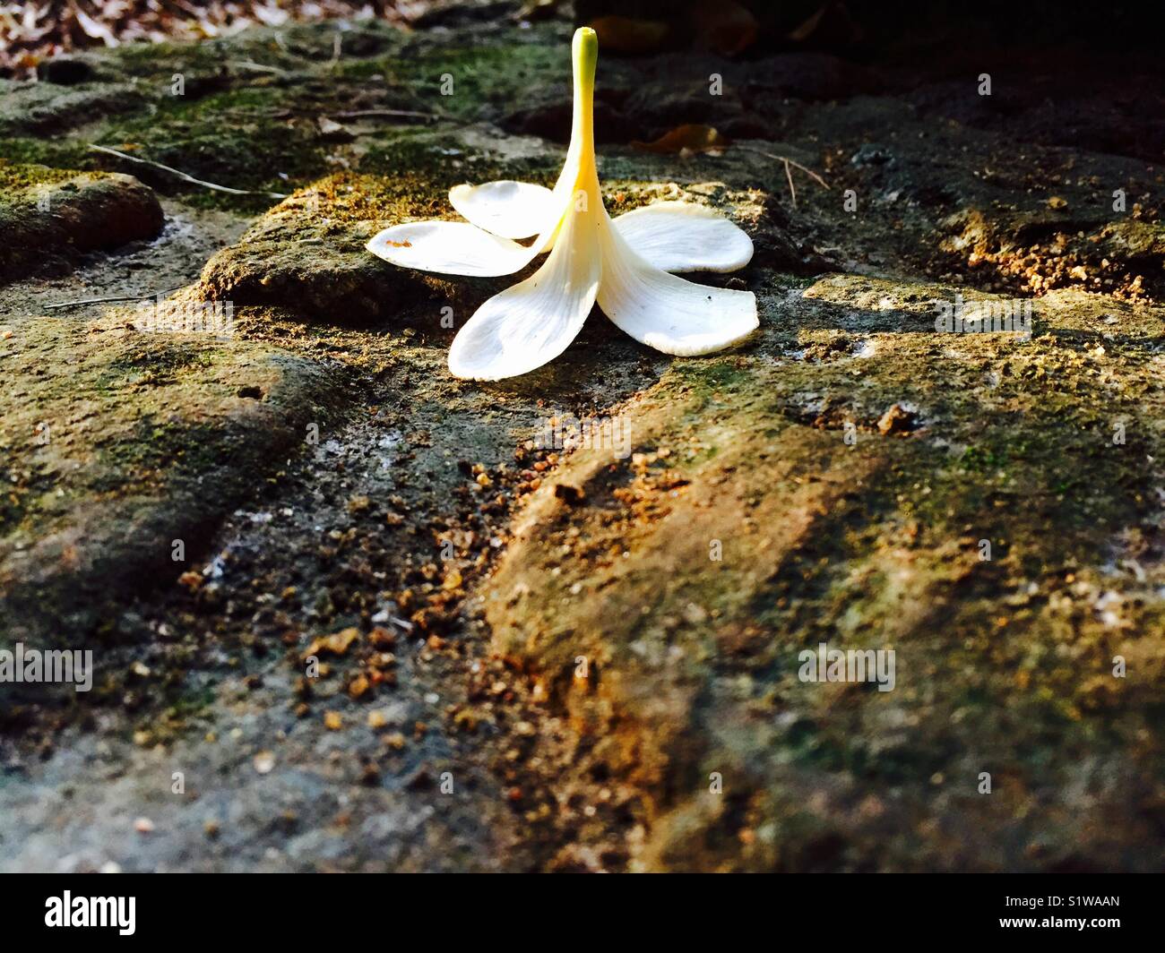 With fallen flowers hi-res stock photography and images - Alamy