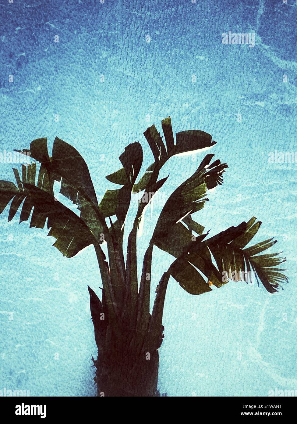 Plantain tree hi-res stock photography and images - Alamy