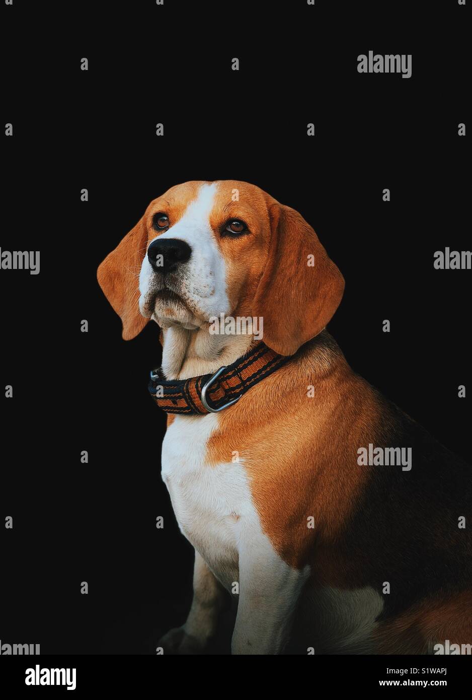 Beagle eyes hi-res stock photography and images - Alamy