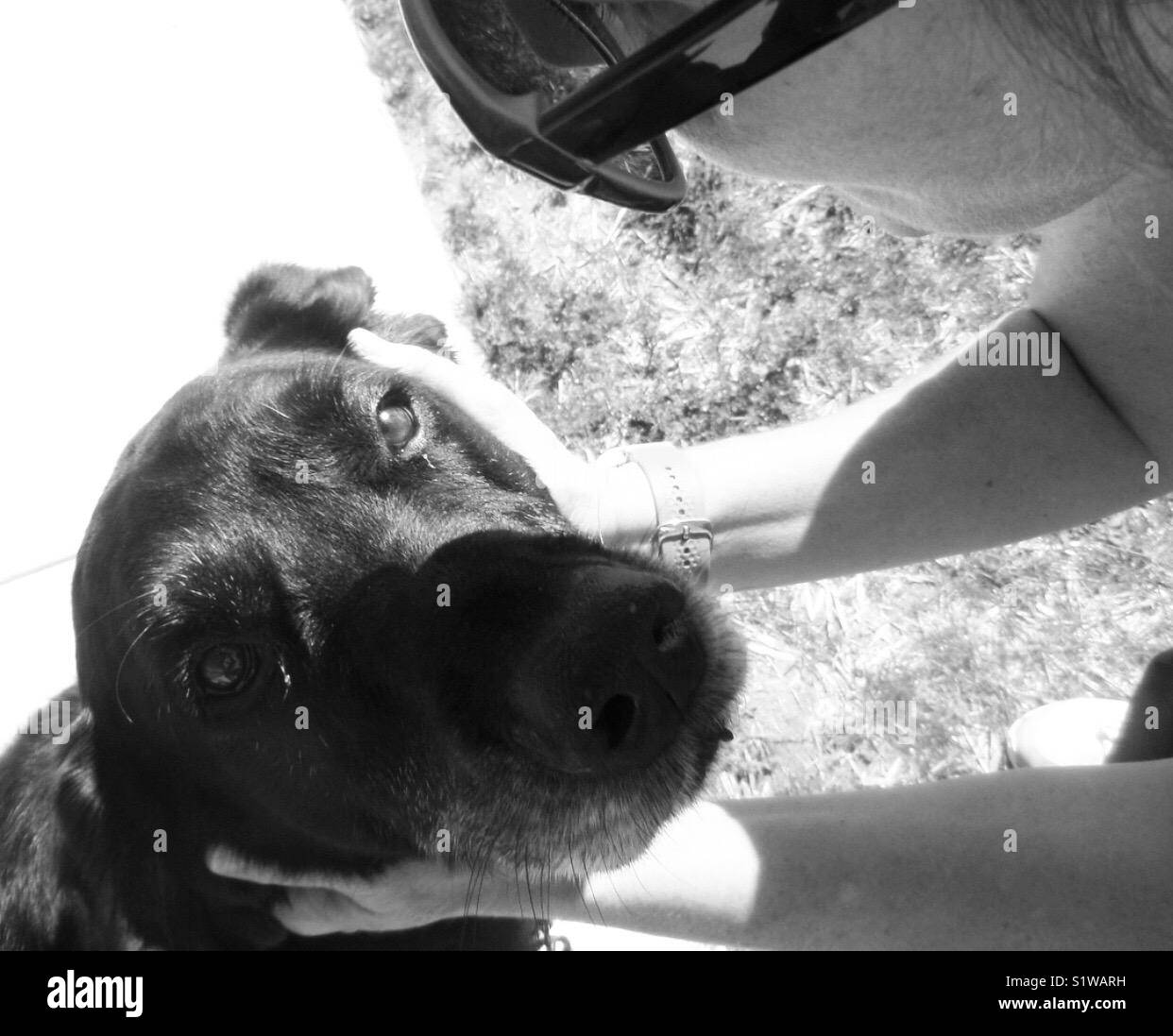 Black lab nose hi-res stock photography and images - Alamy