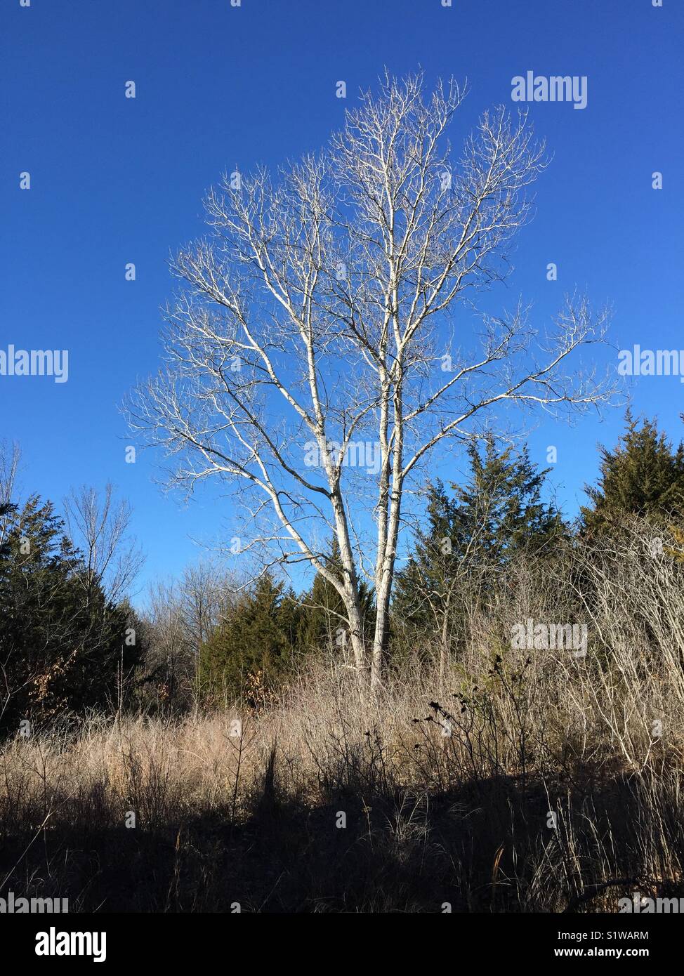Lone white tree hi-res stock photography and images - Alamy