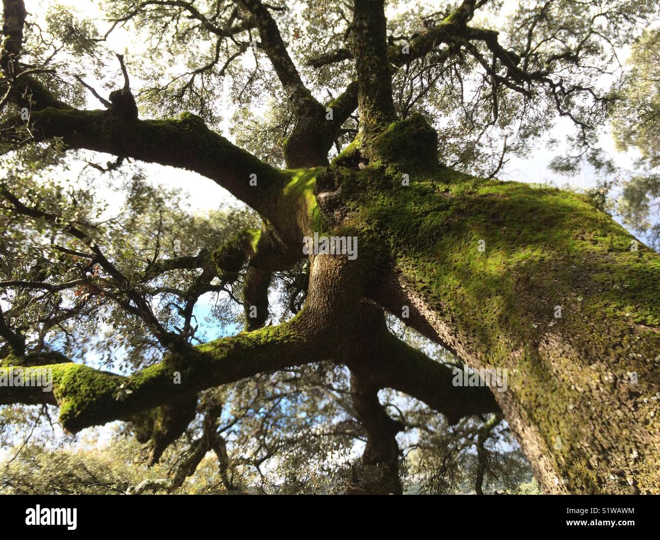 Centenaria hi-res stock photography and images - Alamy