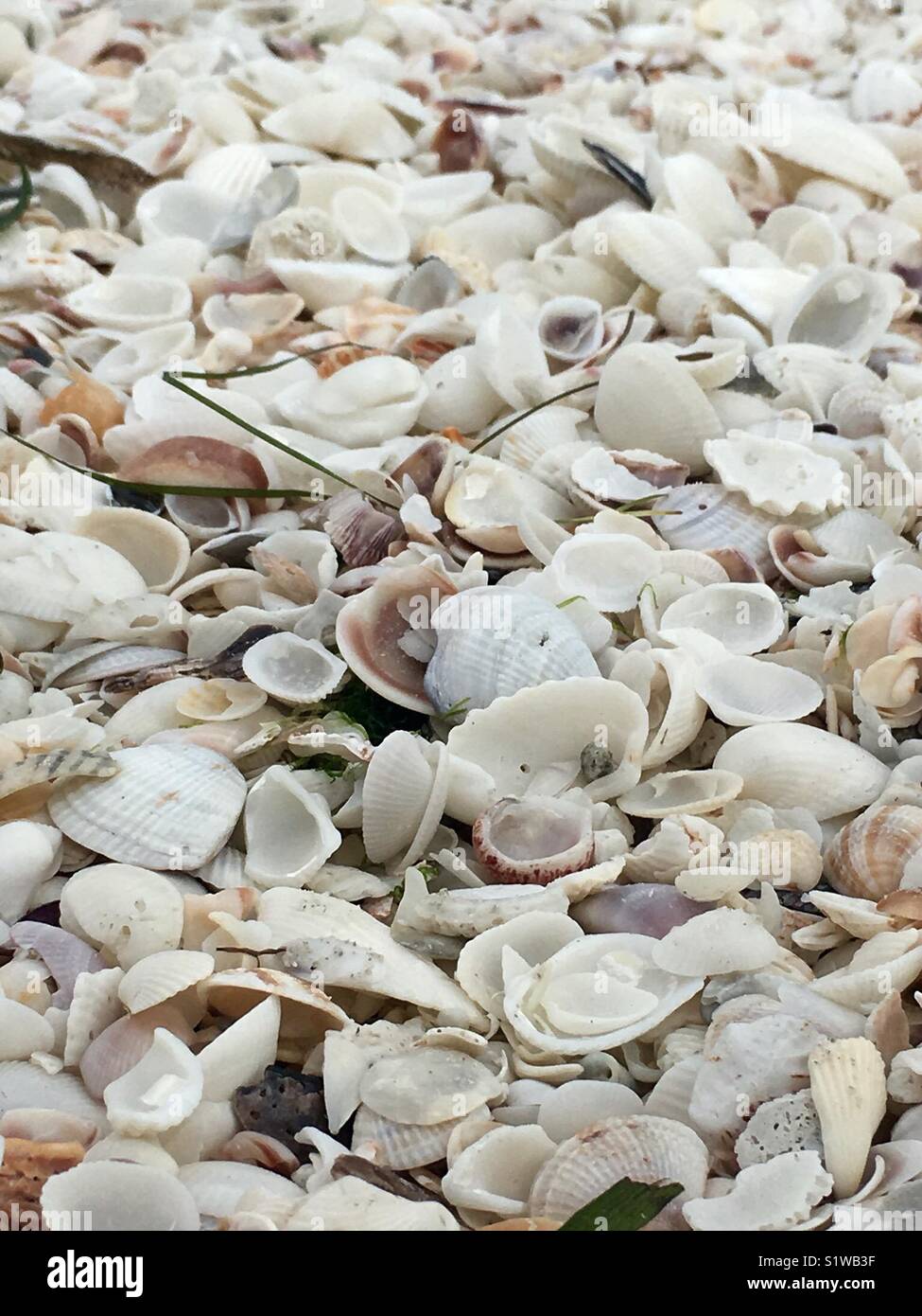 Sanibel island florida and shells hi-res stock photography and images ...