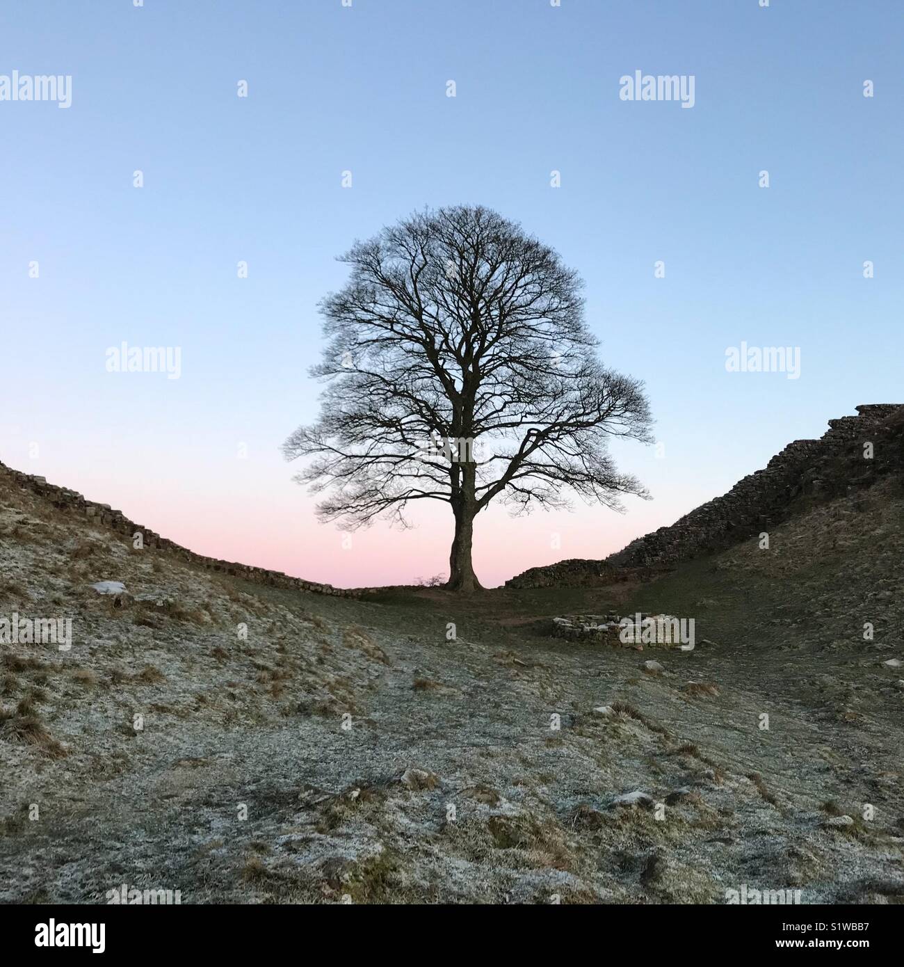 Sycamore gap tree hi-res stock photography and images - Alamy