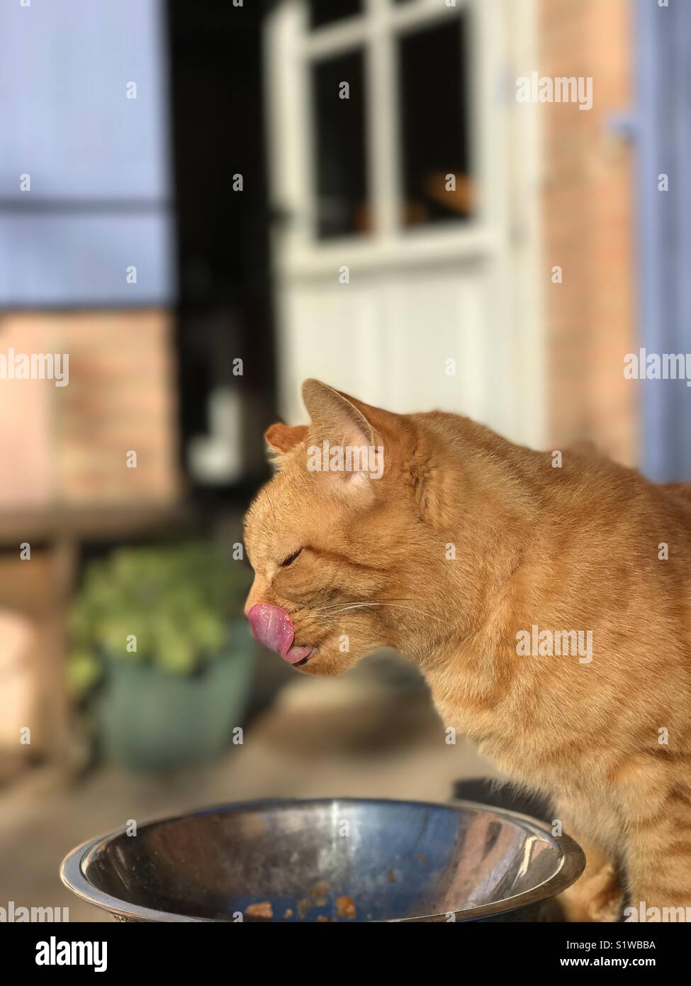 Ginger cat licking lips whilst eating Stock Photo - Alamy