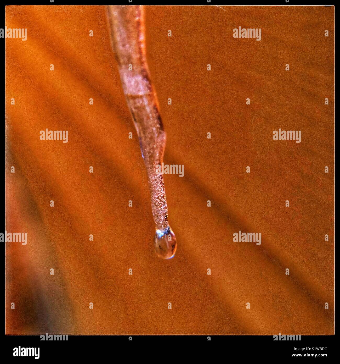 Icicle melt hi-res stock photography and images - Alamy