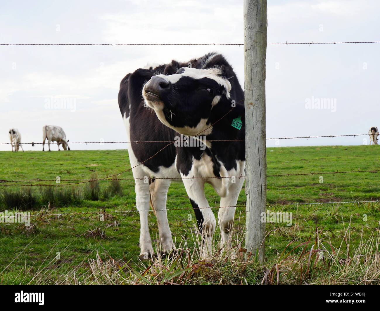 Cow scratching hi-res stock photography and images - Alamy