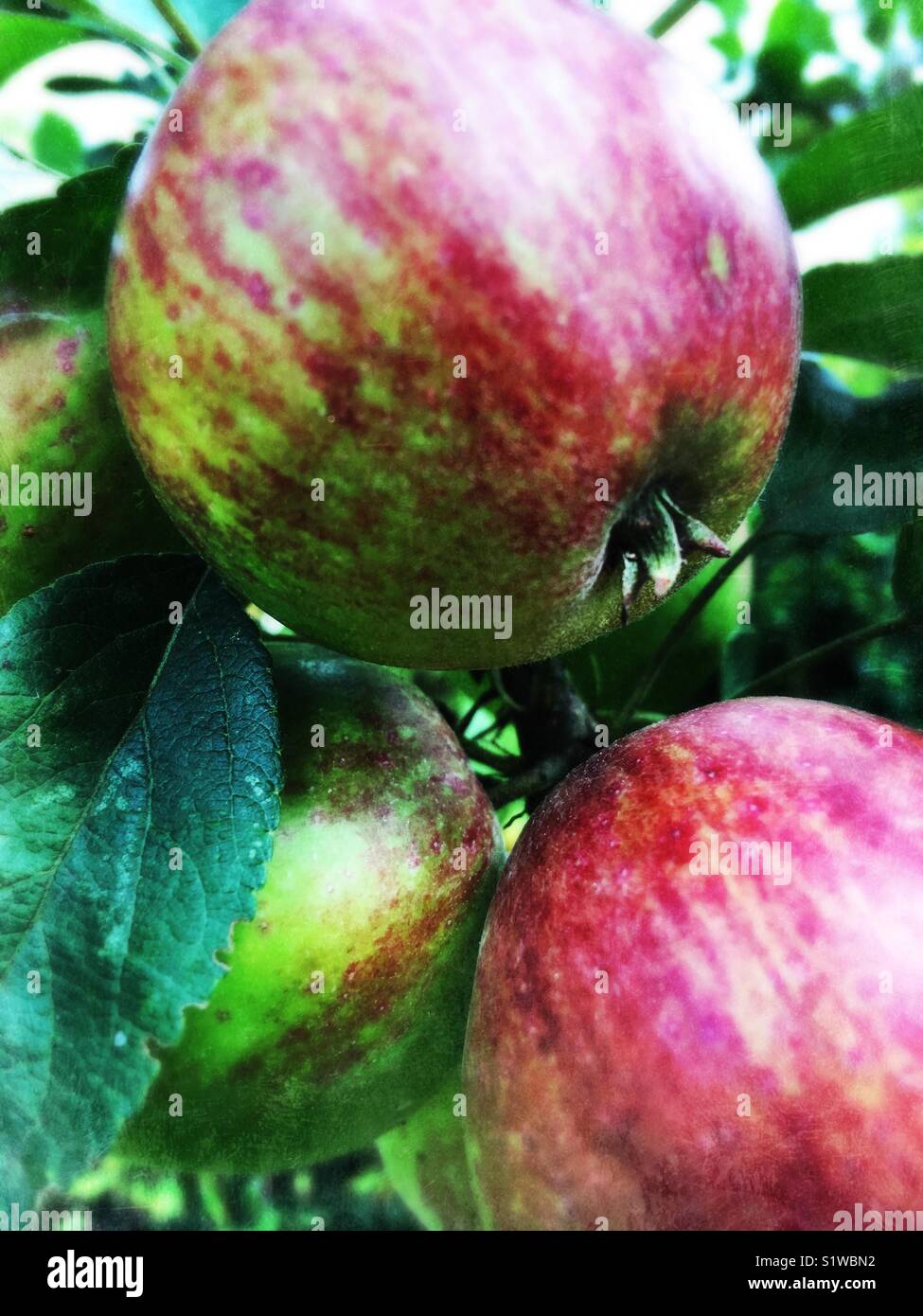 Apples hanging on the tree hi-res stock photography and images - Alamy
