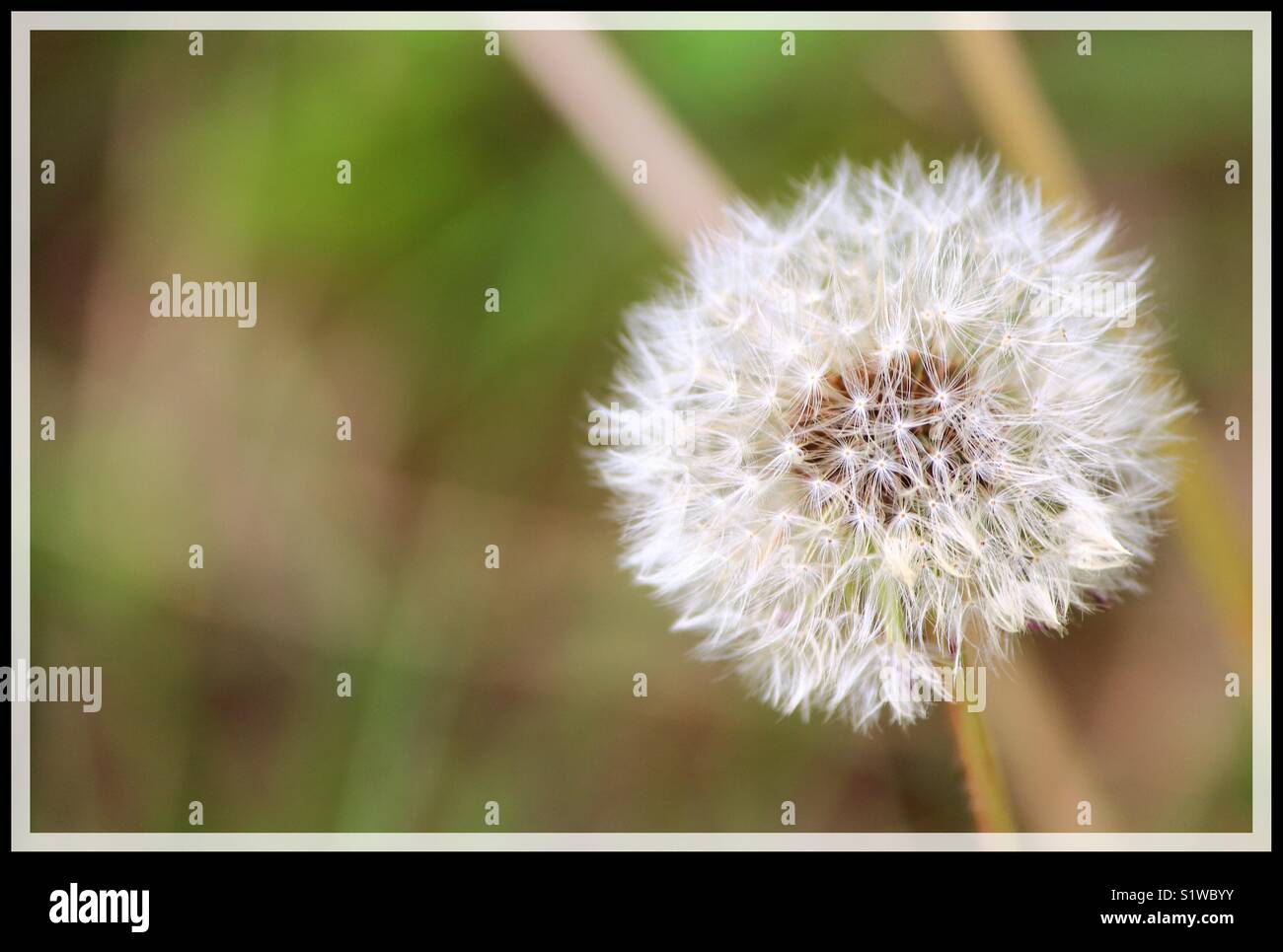 Dandelion flower weed hi-res stock photography and images - Alamy